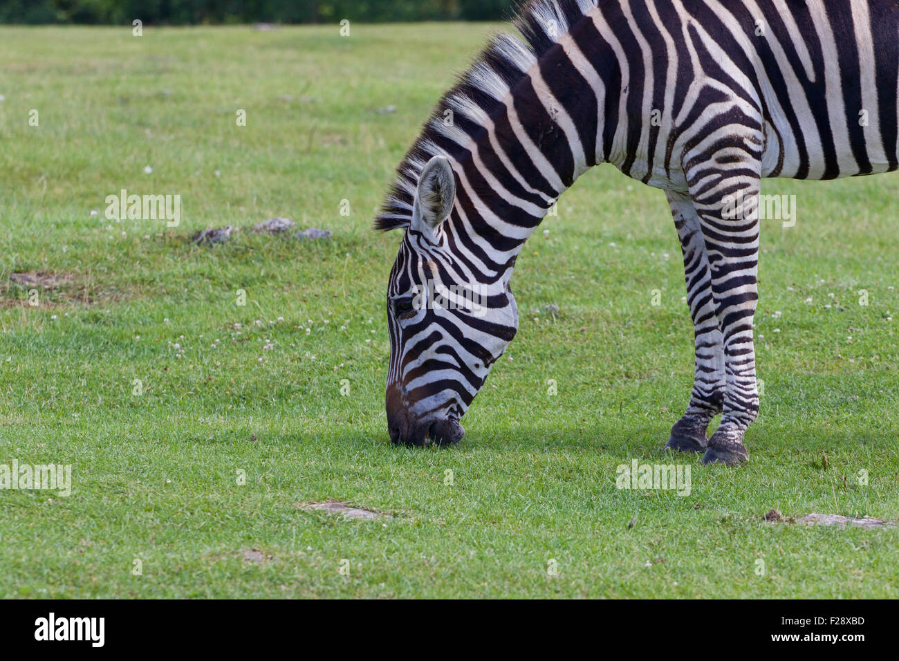 The beautiful close-up of an eating zebra Stock Photo - Alamy