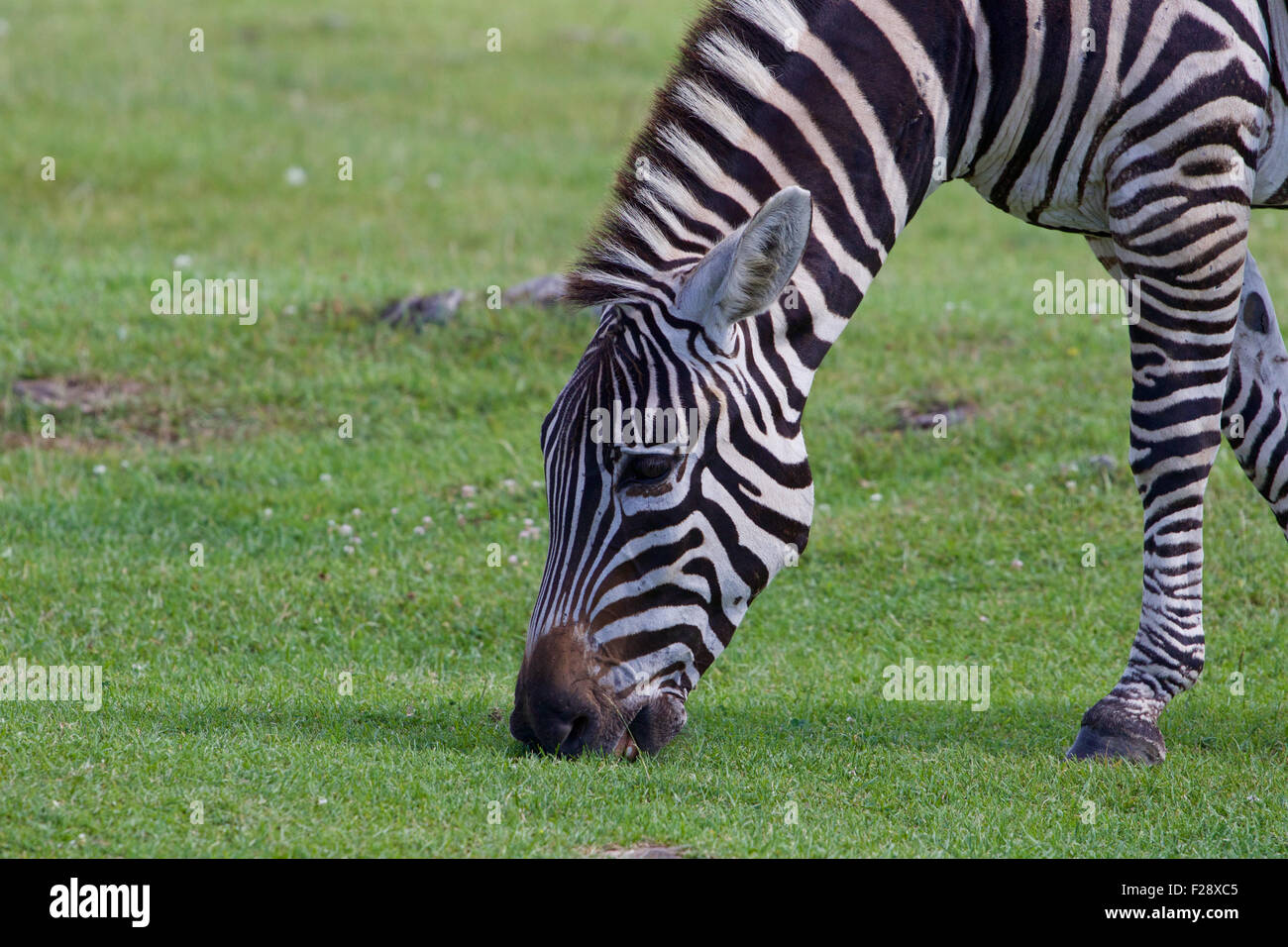 The portrait of a zebra eating the grass Stock Photo - Alamy