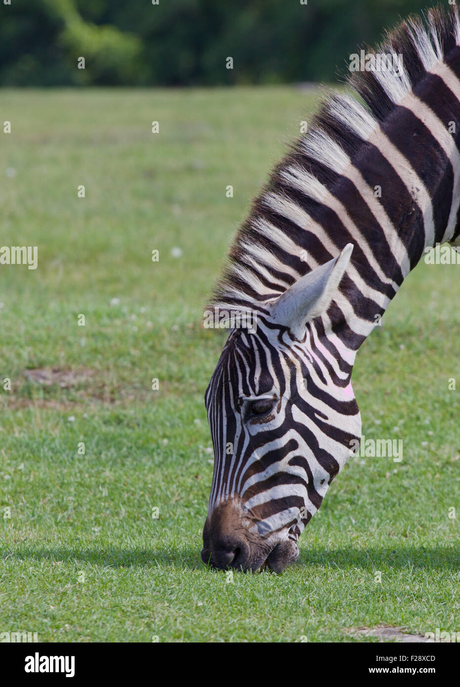 The zebra eating the green grass Stock Photo - Alamy