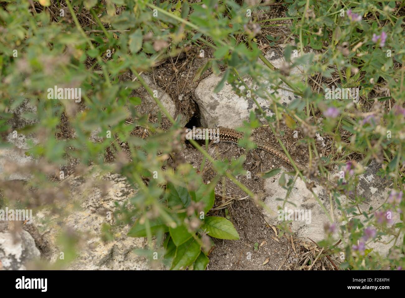 Lizard entering its nest Stock Photo - Alamy
