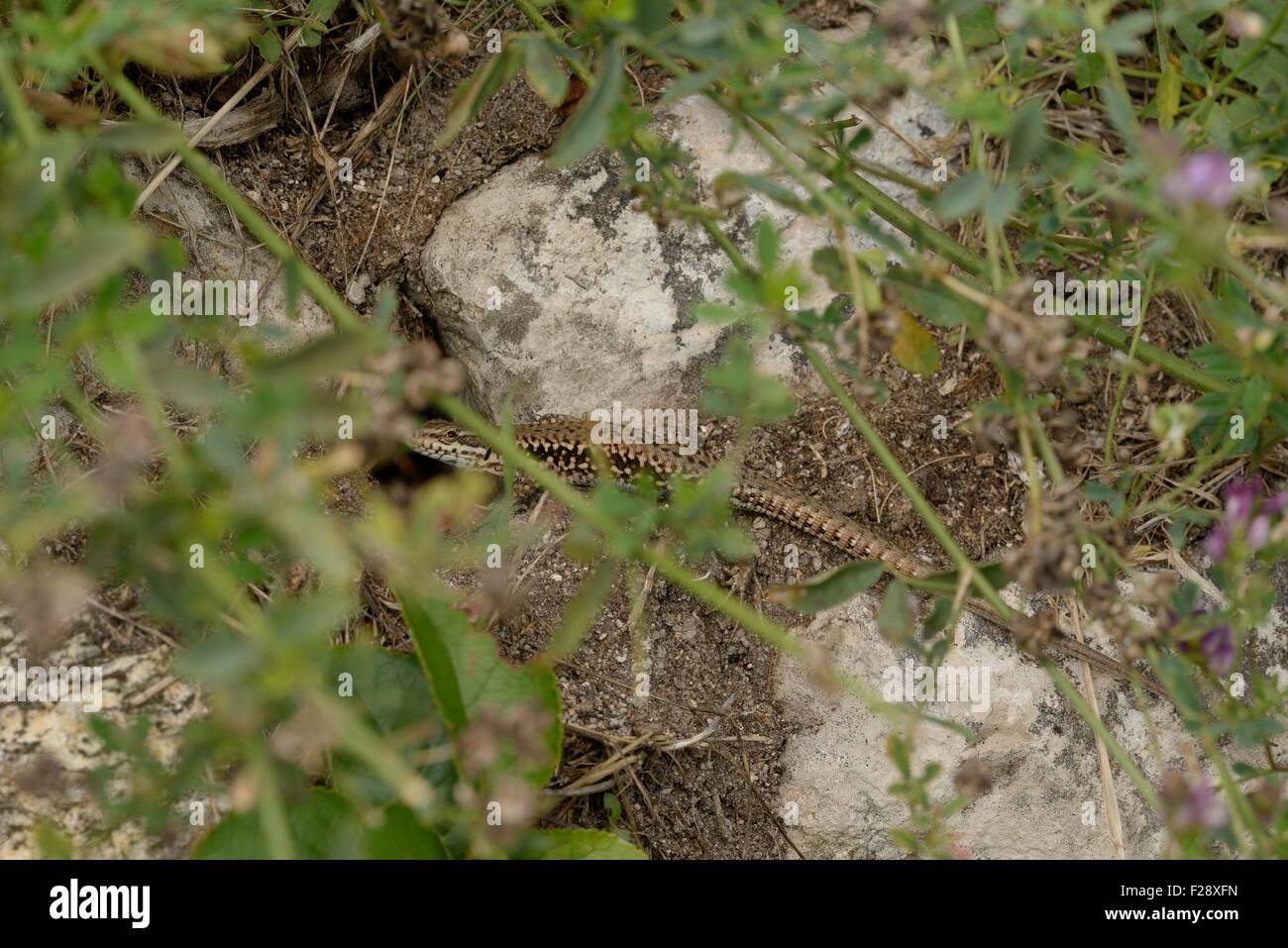 Lizard entering its nest Stock Photo - Alamy
