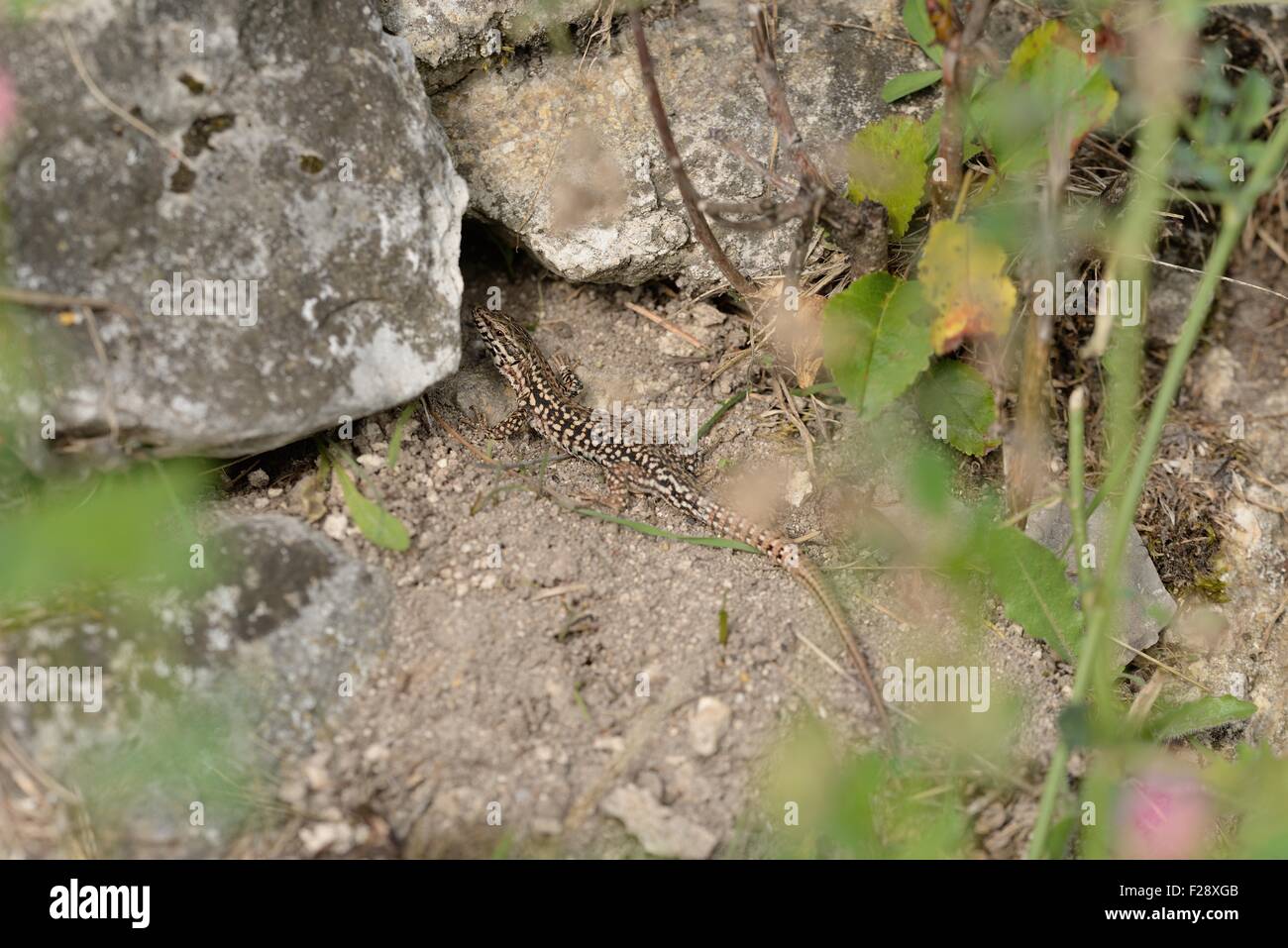 Lizard entering its nest Stock Photo - Alamy