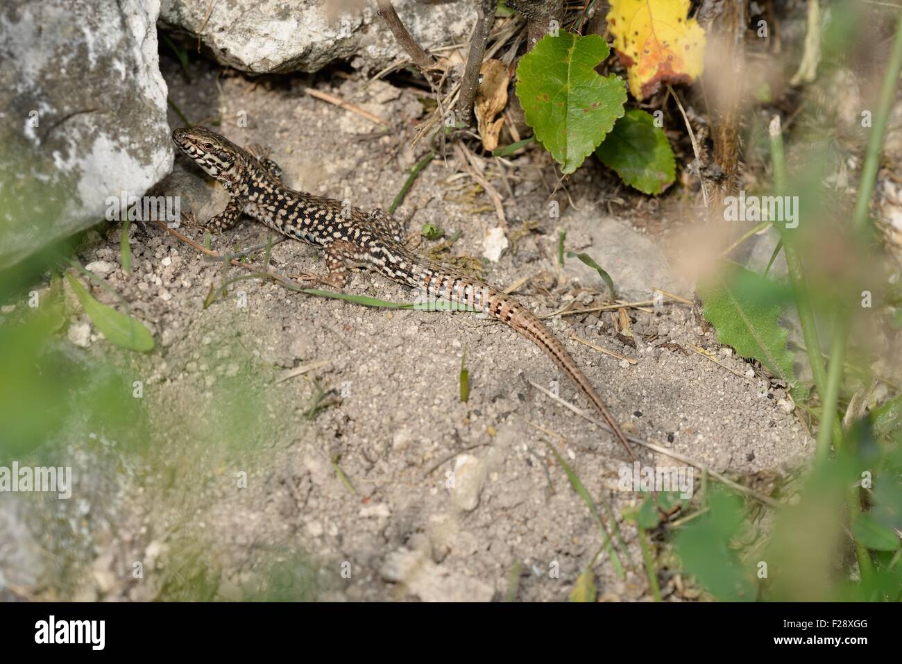 Lizard entering its nest Stock Photo - Alamy
