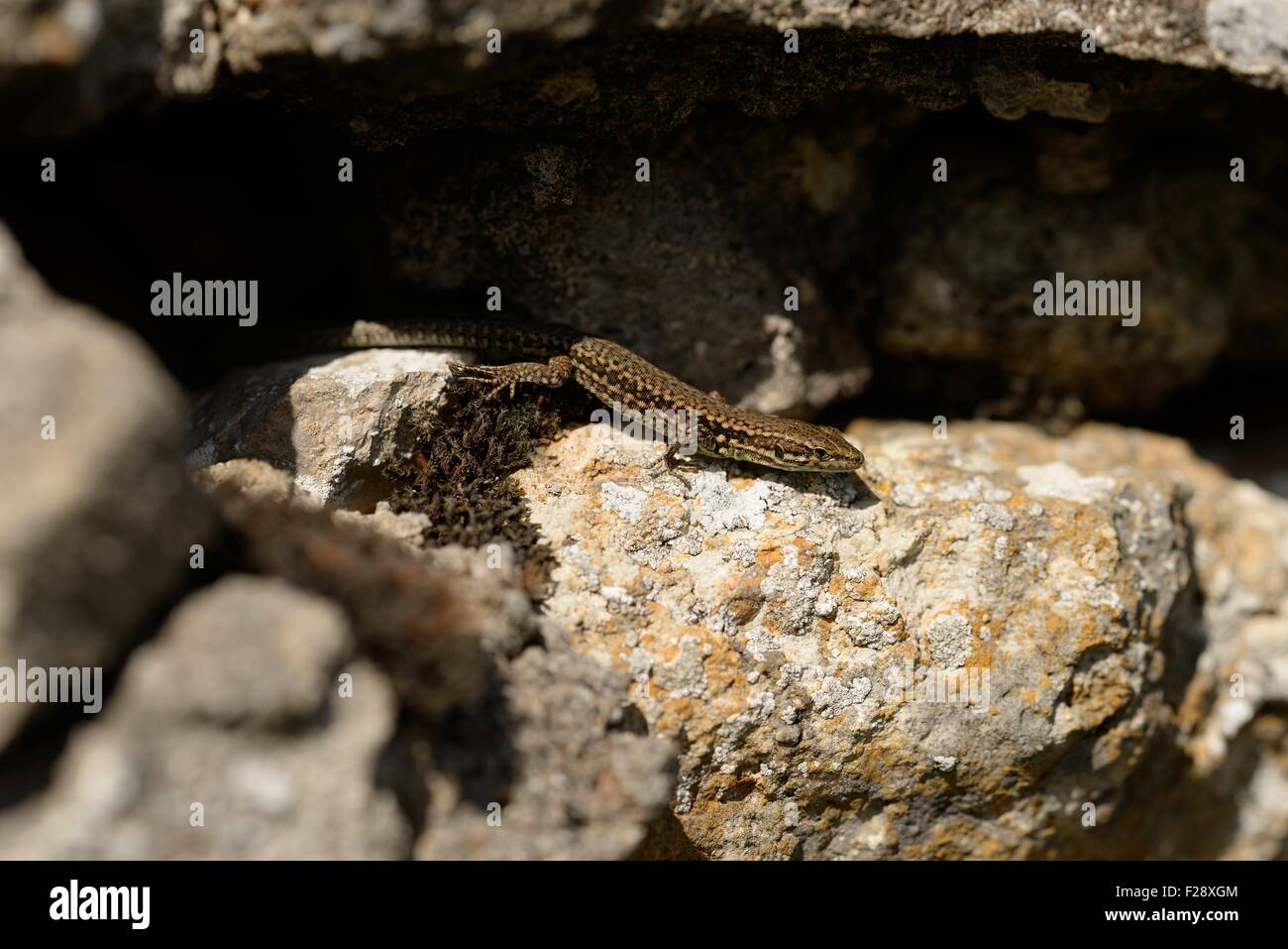 Sunbathing lizard hi-res stock photography and images - Alamy