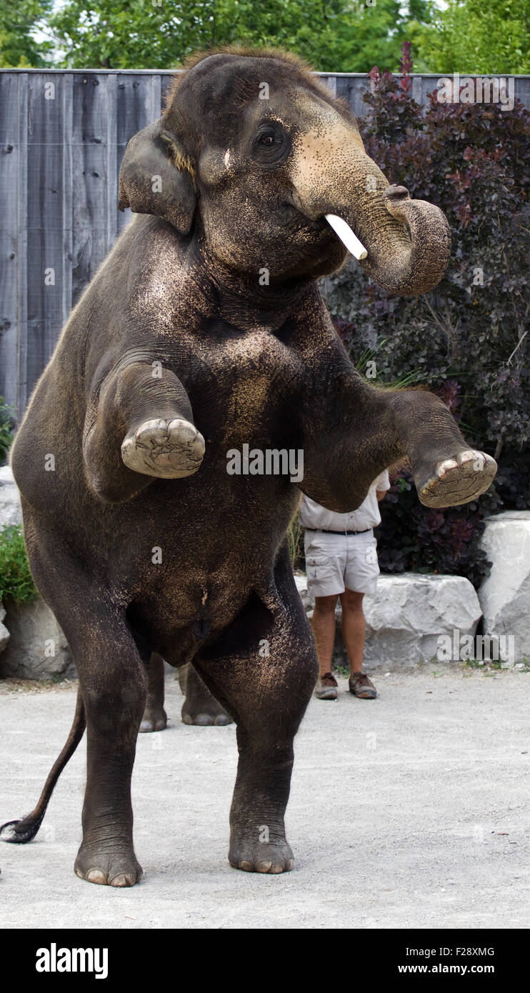 Two straight legs hi-res stock photography and images - Alamy