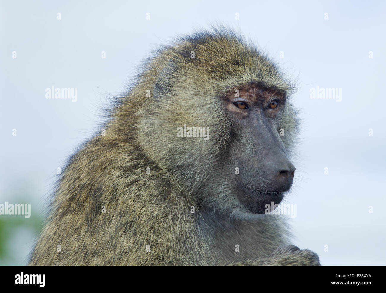 The skeptic baboon's funny portrait Stock Photo - Alamy