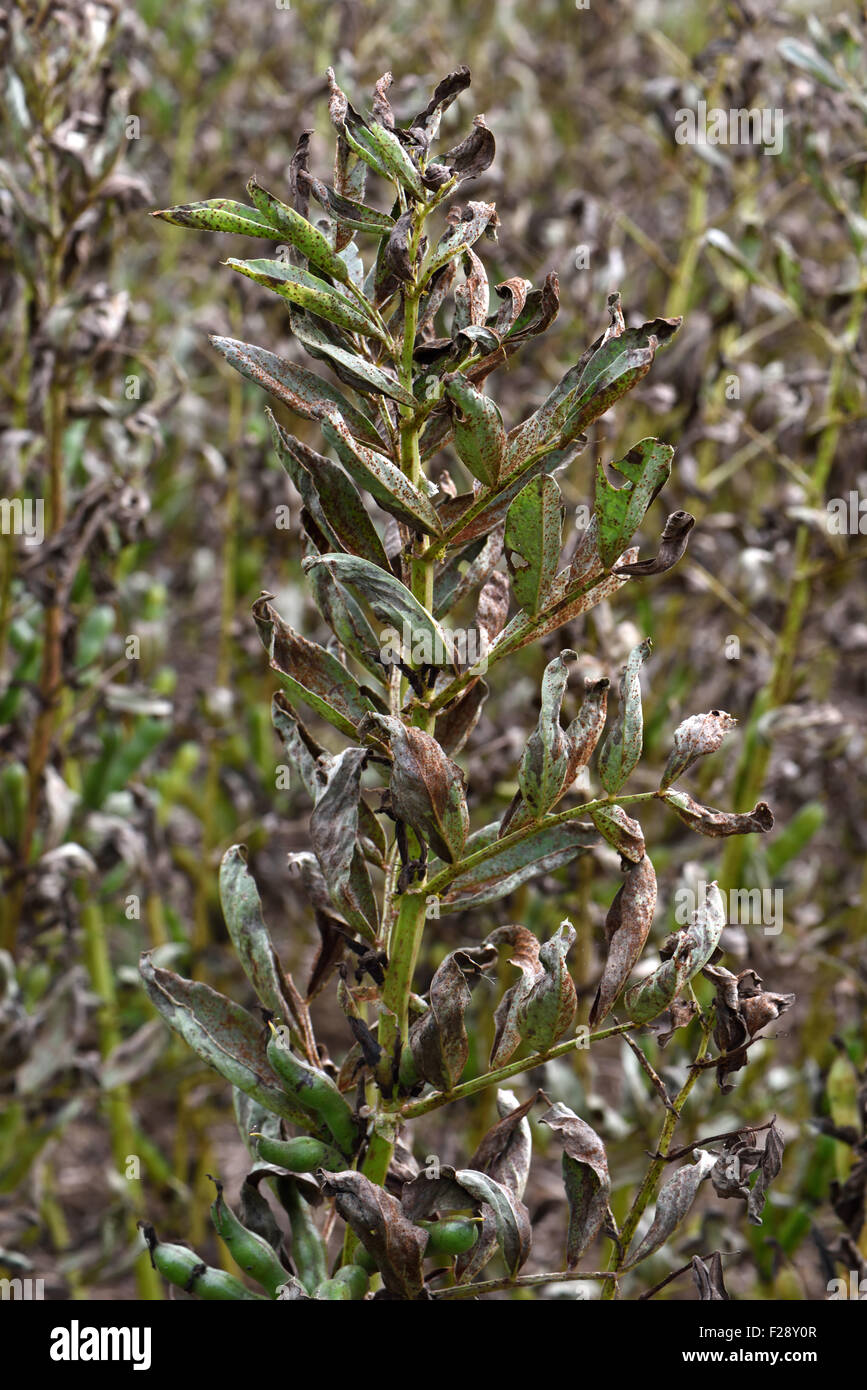 Bean plant damage hi-res stock photography and images - Alamy