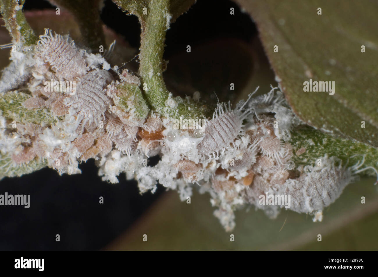 Obscure or glasshouse mealybugs, Pseudococcus viburni, on a Bougainvillea peduncle in a ...