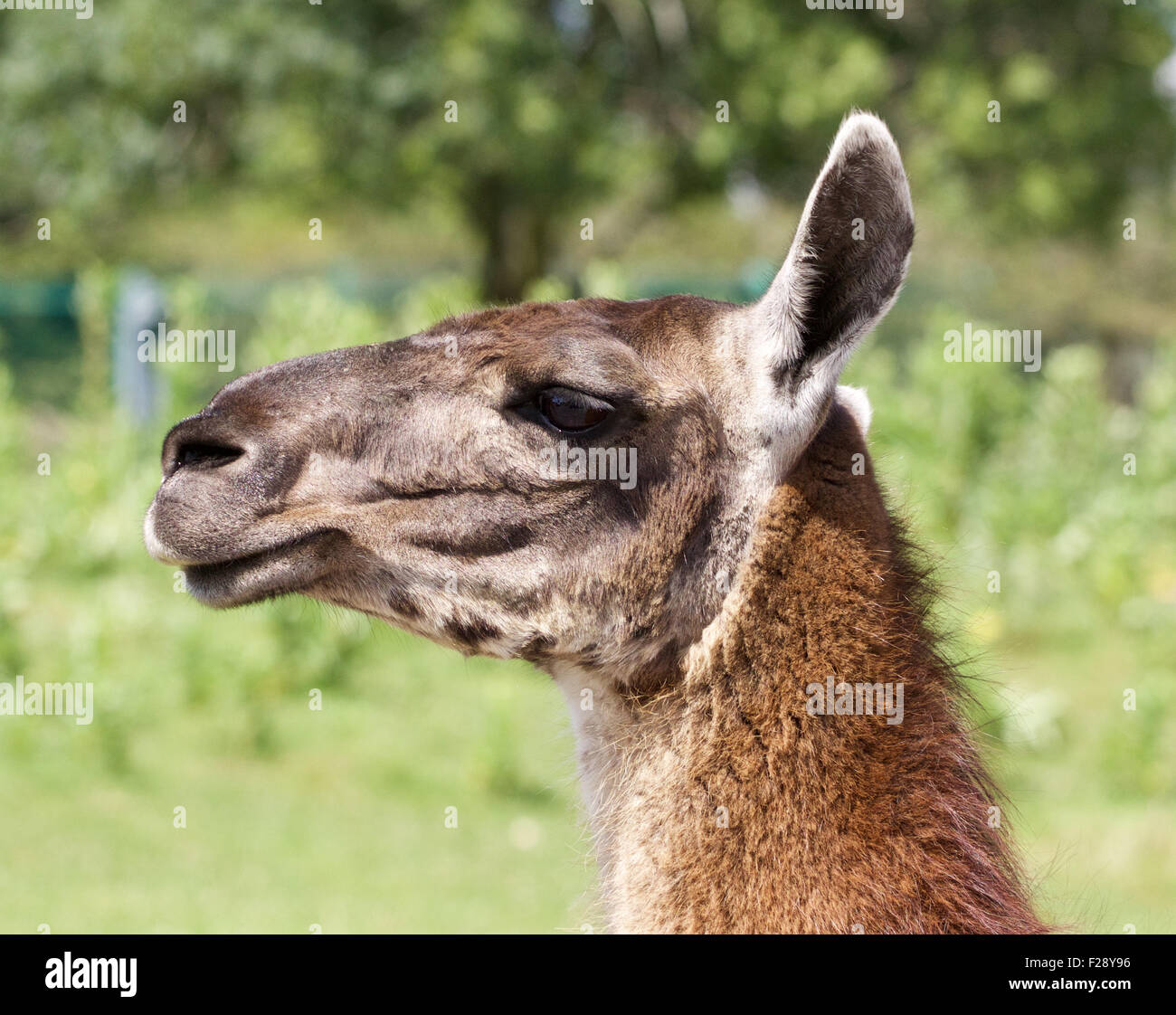 The beautiful llama's portrait Stock Photo - Alamy