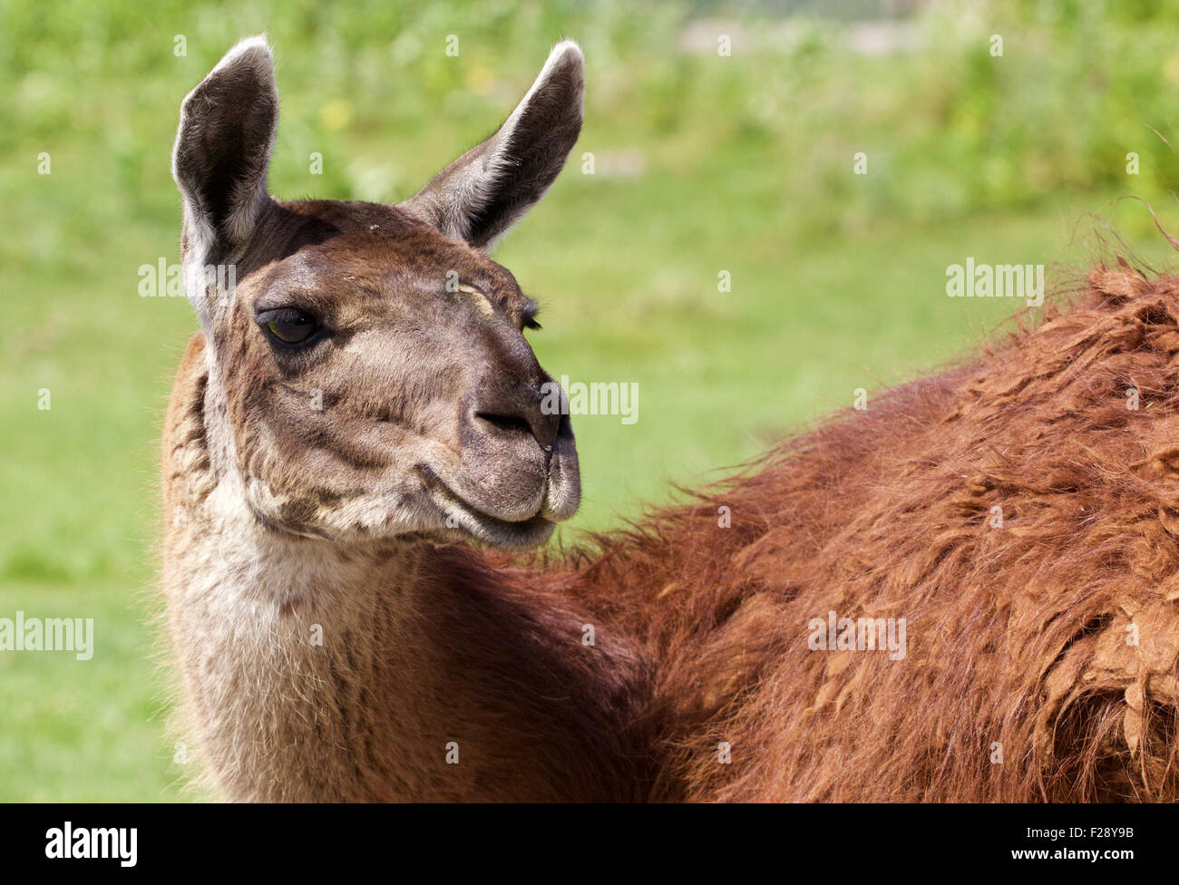 Close-up of the beautiful confident lama Stock Photo - Alamy