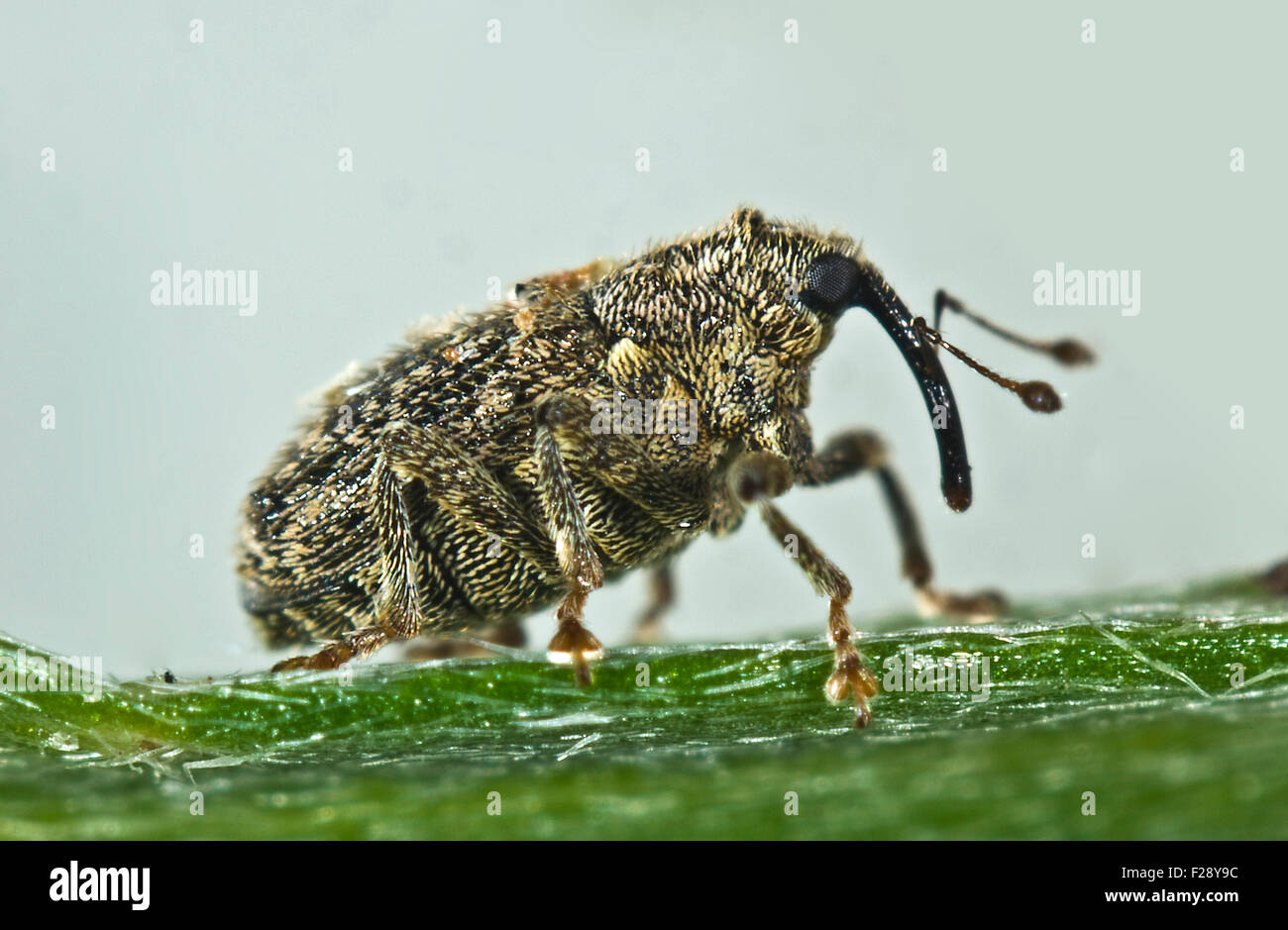 Weevil rostrum hi-res stock photography and images - Alamy