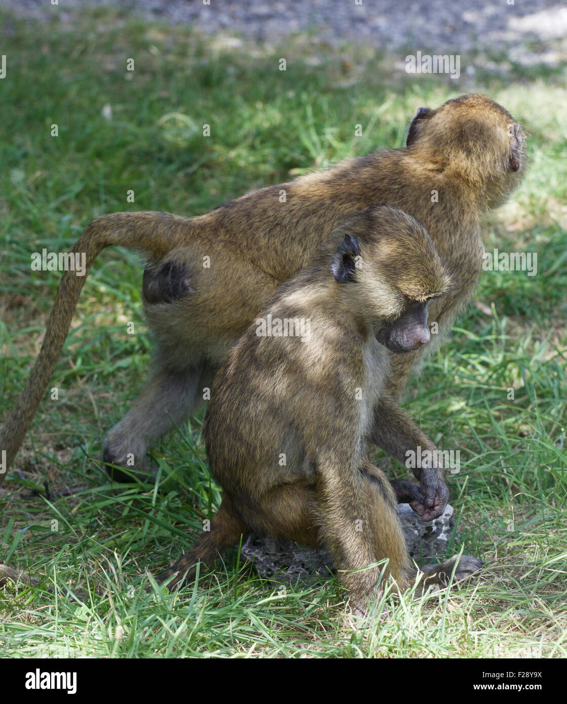 Two young baboons together on the grass Stock Photo - Alamy