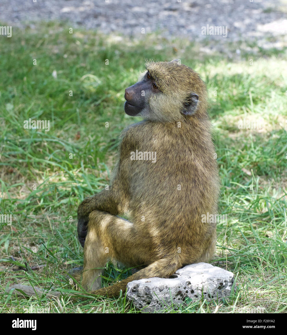 The young baboon is sitting on the grass field Stock Photo - Alamy