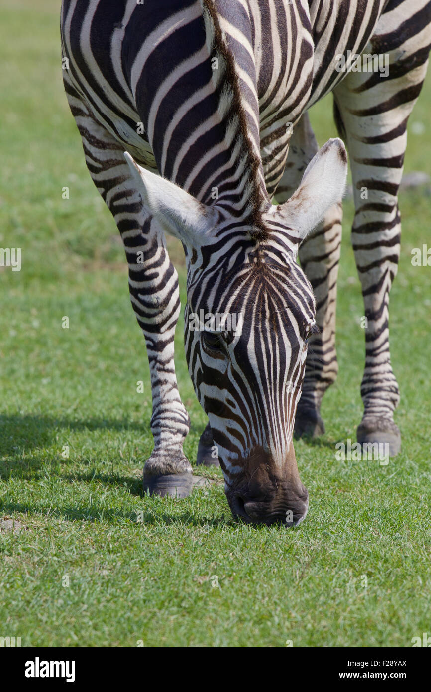 Beautiful zebra hi-res stock photography and images - Alamy