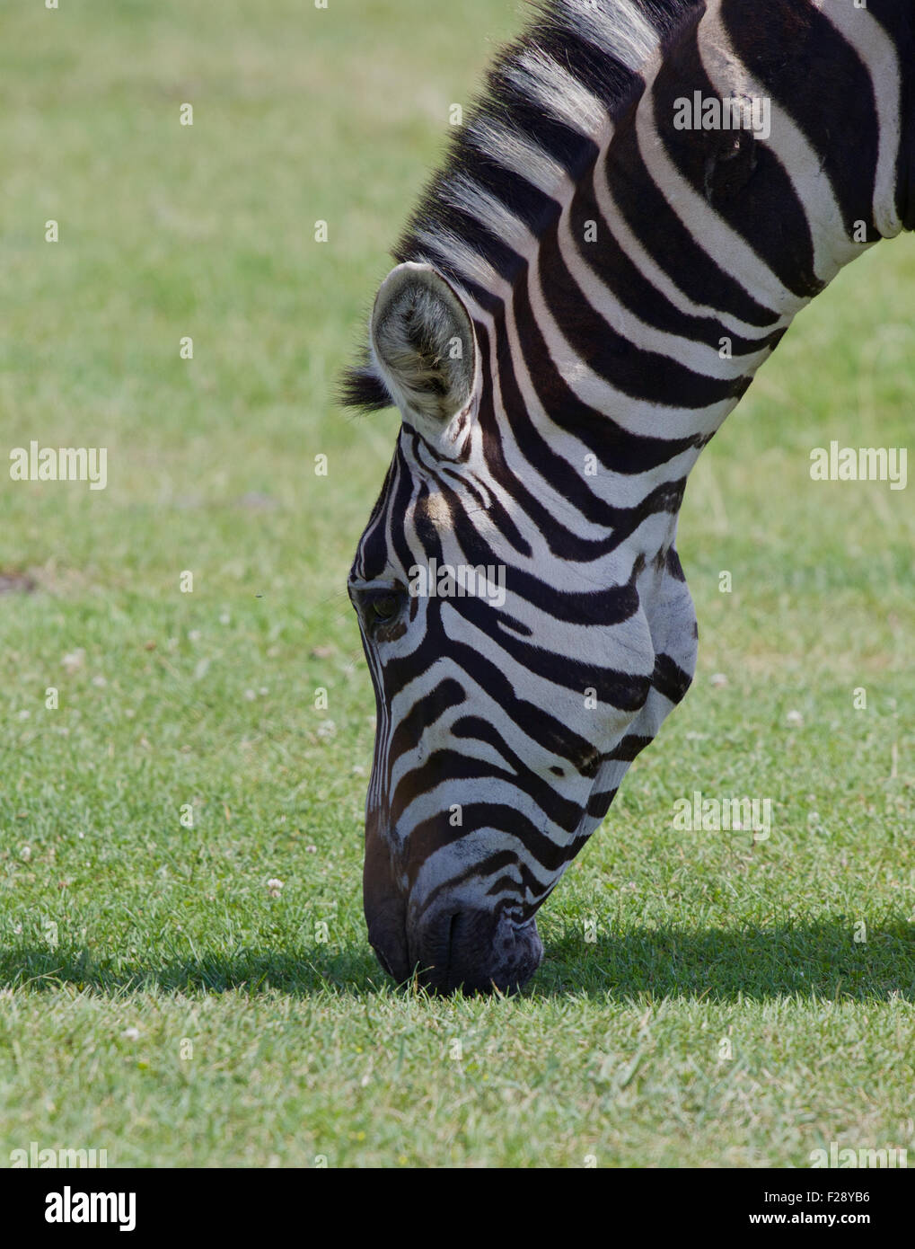 Beautiful zebra's head Stock Photo - Alamy