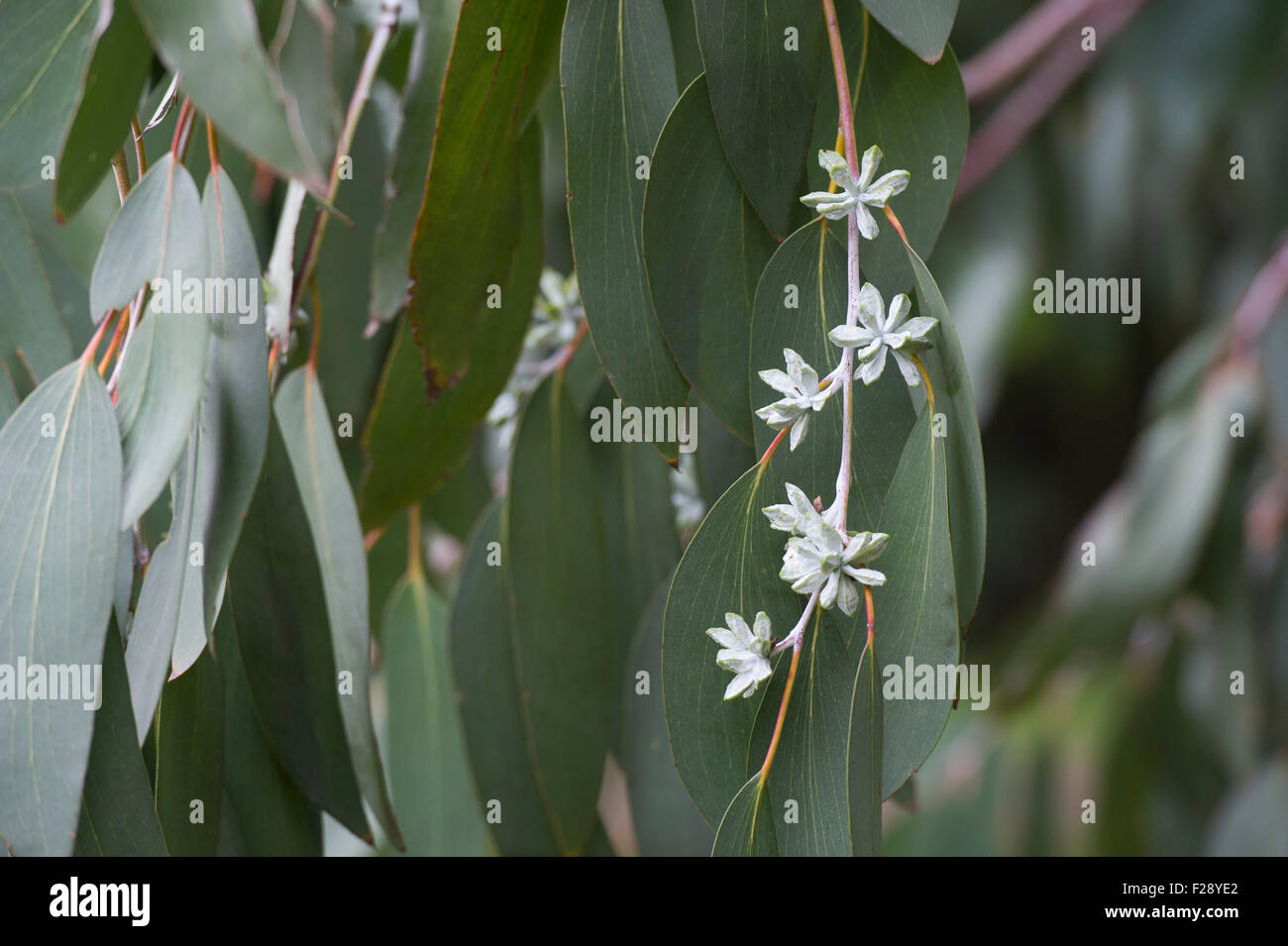 Snow gum (eucalyptus pauciflora) hi-res stock photography and images ...