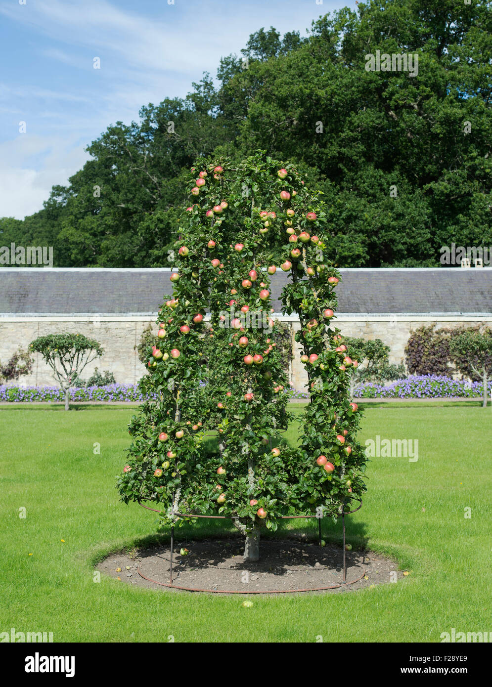 Frame trained apple trees at Floors Castle gardens Kelso, Scotland ...