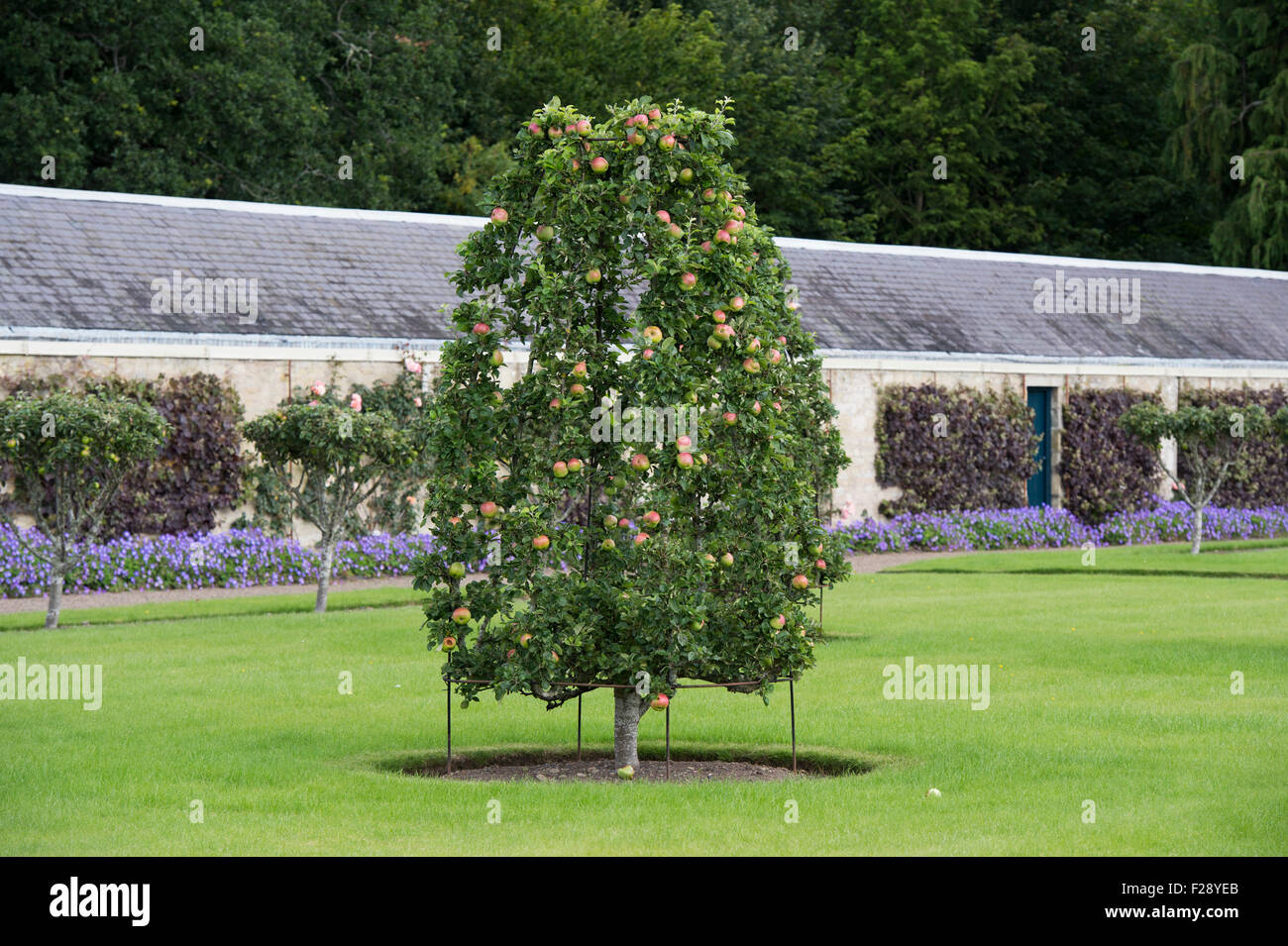 Frame trained apple trees at Floors Castle gardens Kelso, Scotland ...