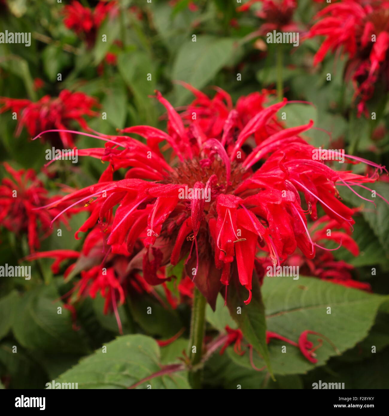 Red Monarda Flower Stock Photo - Alamy