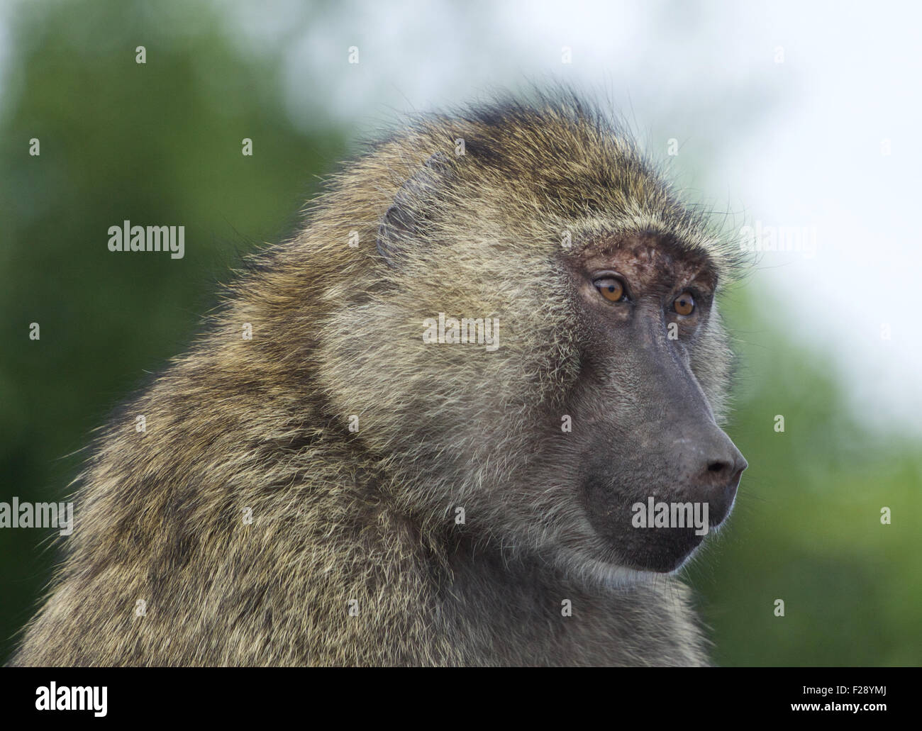 Funny portrait of a baboon looking at something Stock Photo - Alamy