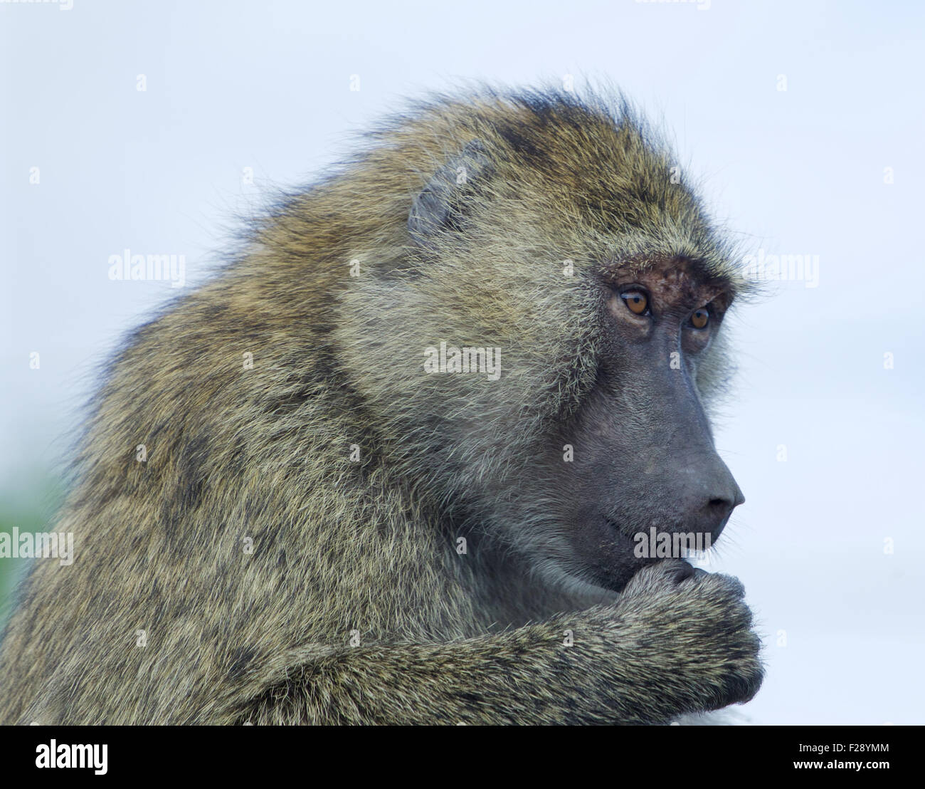 Funny baboons hi-res stock photography and images - Alamy