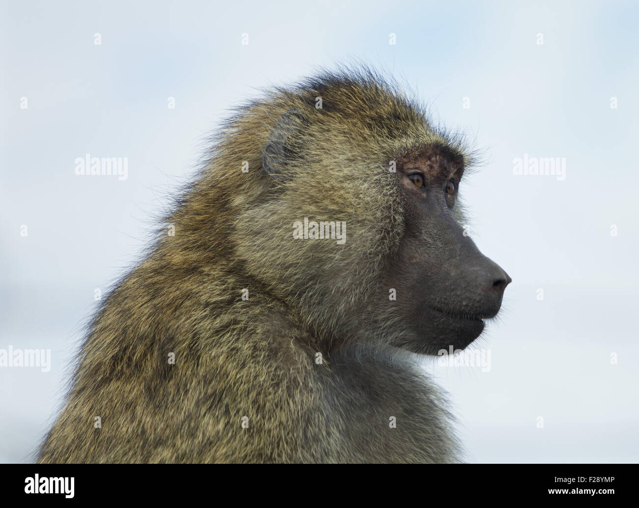 The funny baboon is looking on something interesting Stock Photo - Alamy