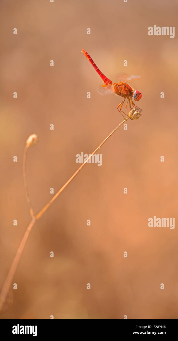 Male Trithemis annulata. Commonly Known as the violet dropwing, violet ...