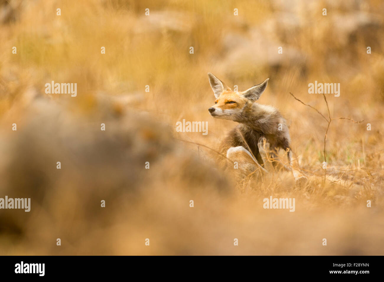 Red Fox (Vulpes vulpes). The Red Fox is the largest of the true foxes ...