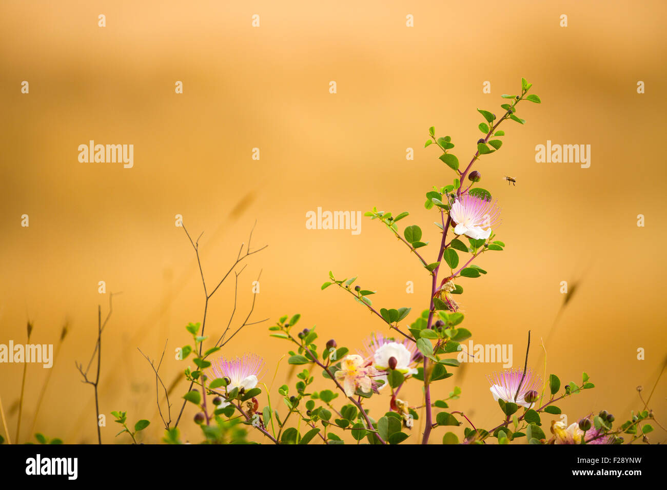 Flowers and buds of a wild caper plant (Capparis spinosa). This is a ...