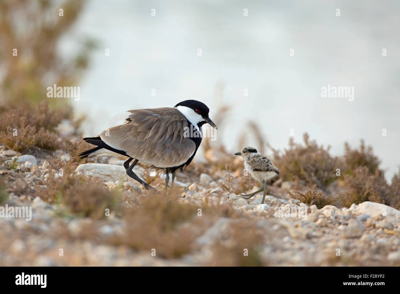 Lapwing fledgling chick High Resolution Stock Photography and Images ...