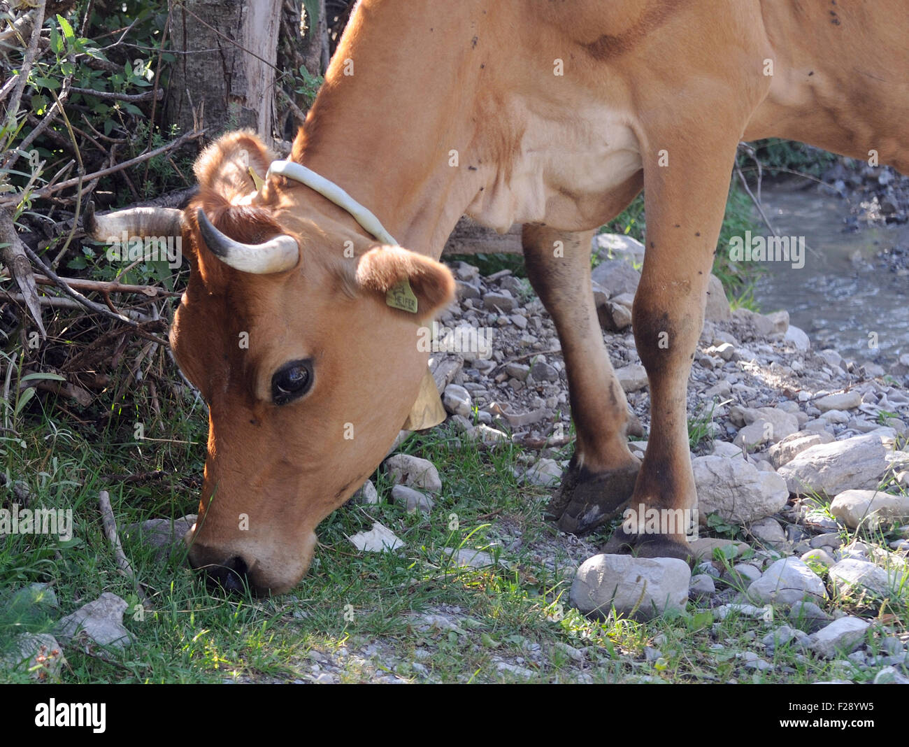A cow with a bell round its neck grazes on sparse grass in a mountain ...