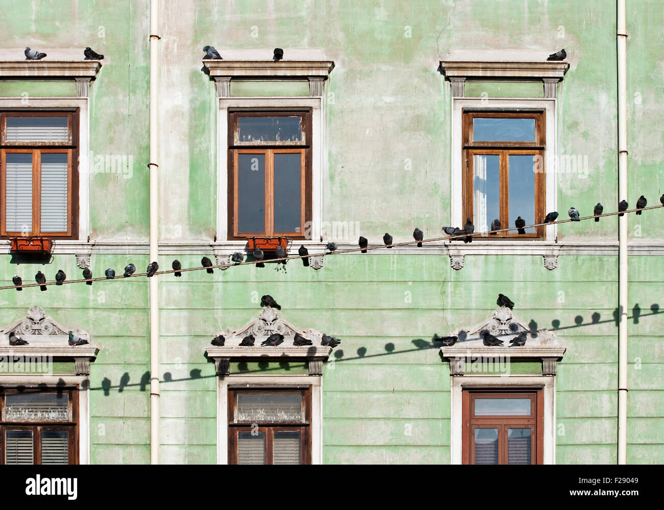 Pigeons on wires, house windows on background Stock Photo - Alamy
