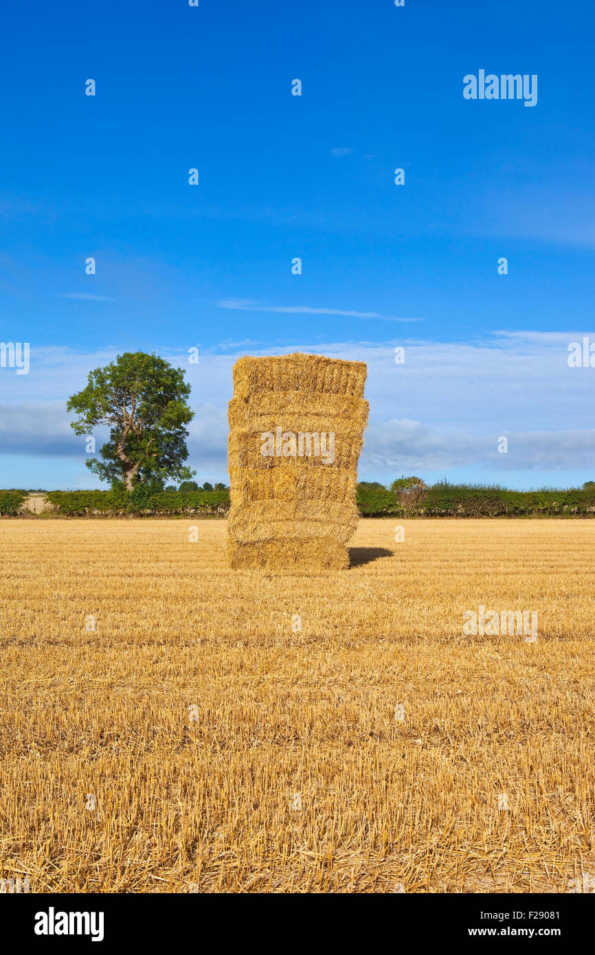 A stack of straw bales with hedgerows and Ash tree in a golden stubble ...