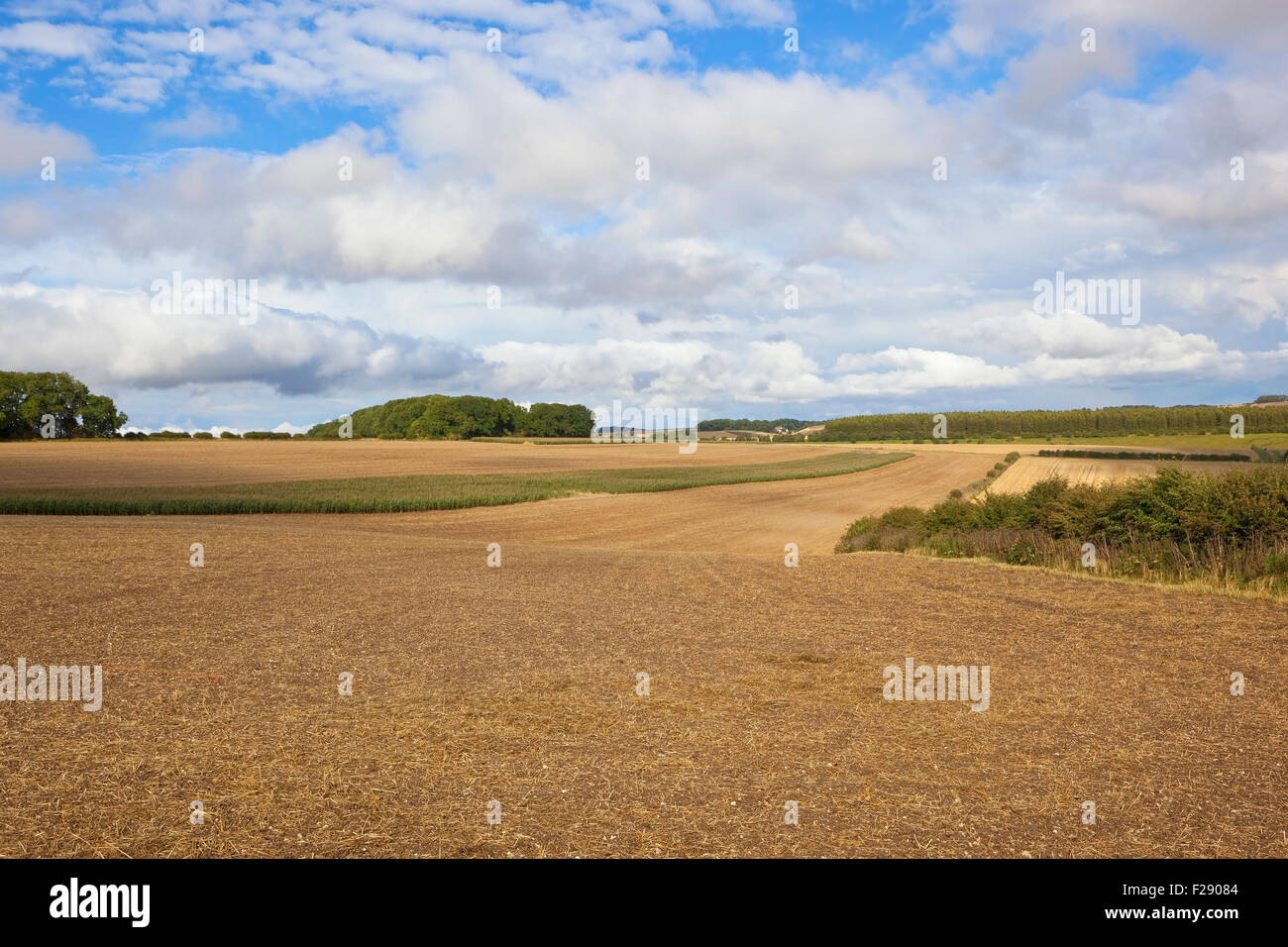 Cultivated agricultural fields and Maize in the patchwork landscape of ...