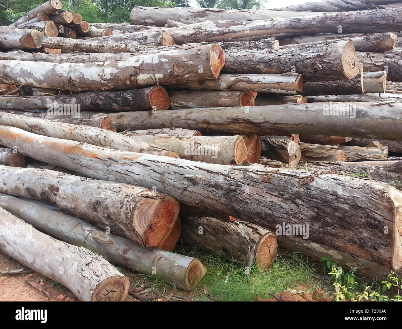 Wooden logs piled up for furniture Stock Photo - Alamy