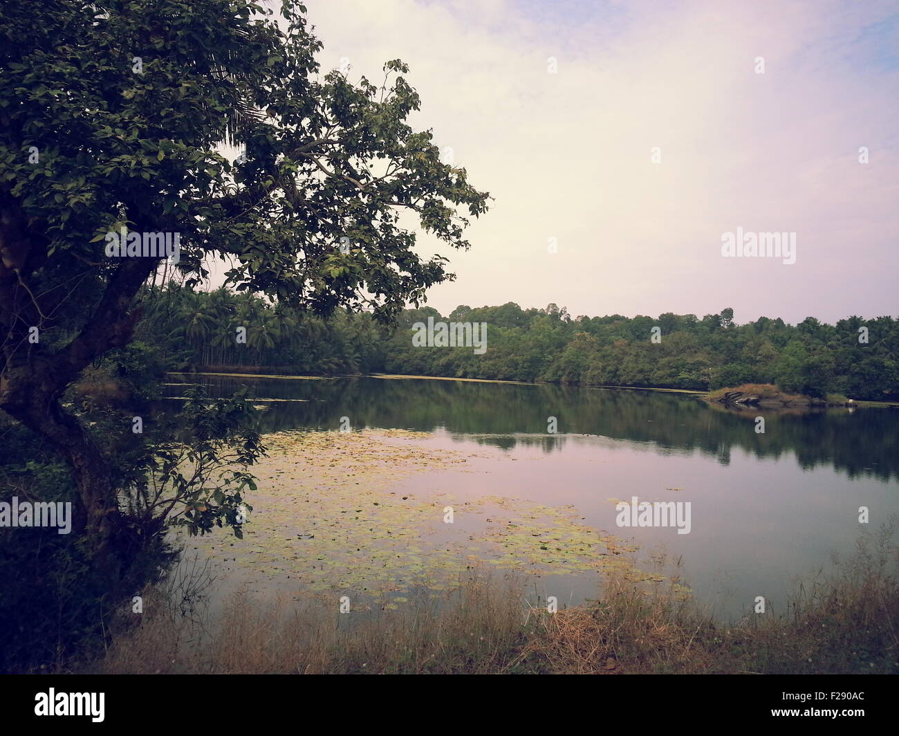 Beautiful lake surrounded by greenery in Karkala, Mangalore, Karnataka ...