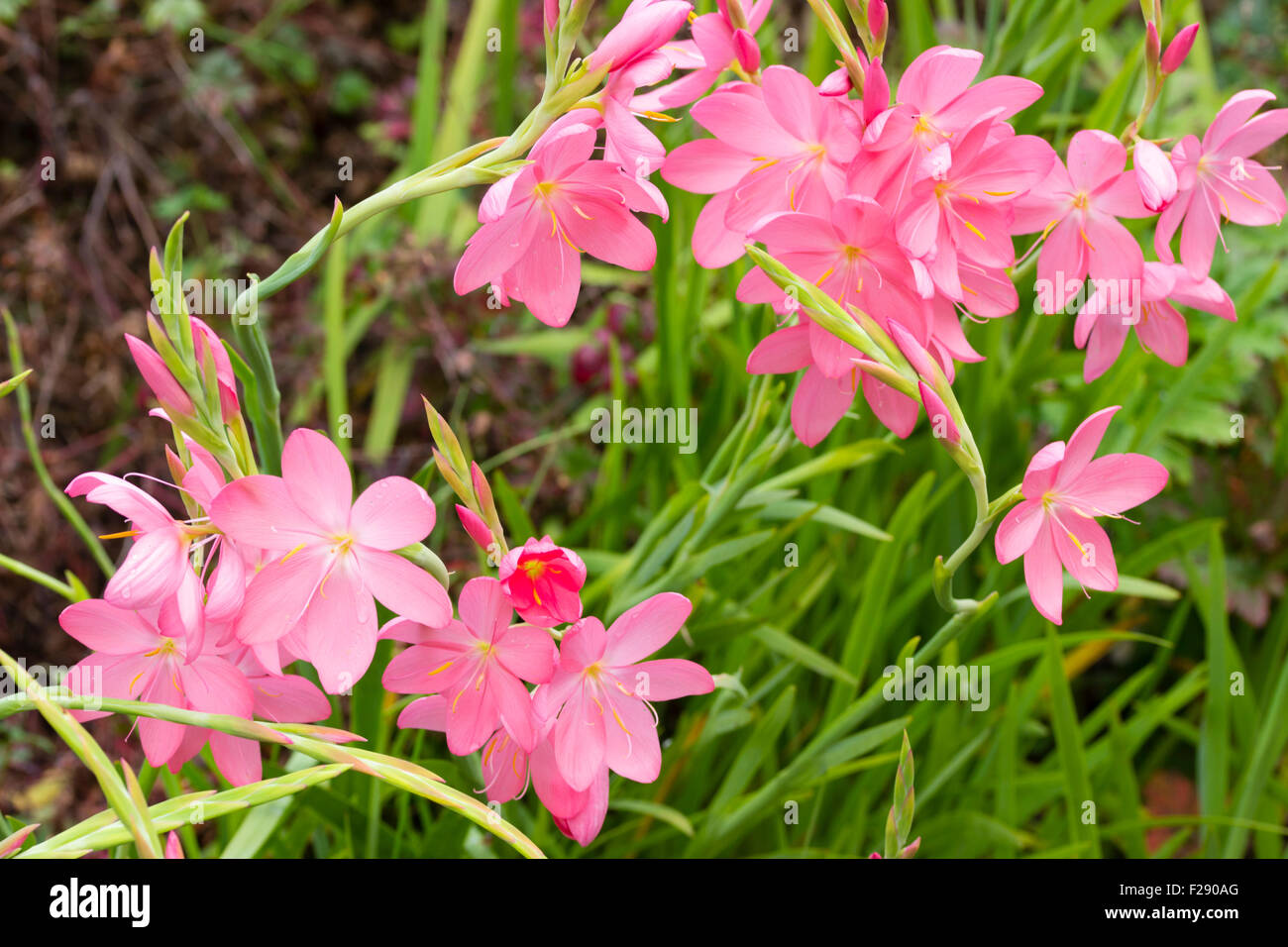 Pink autumn blooms of the Kaffir lily, Hesperantha coccinea 'Mrs ...