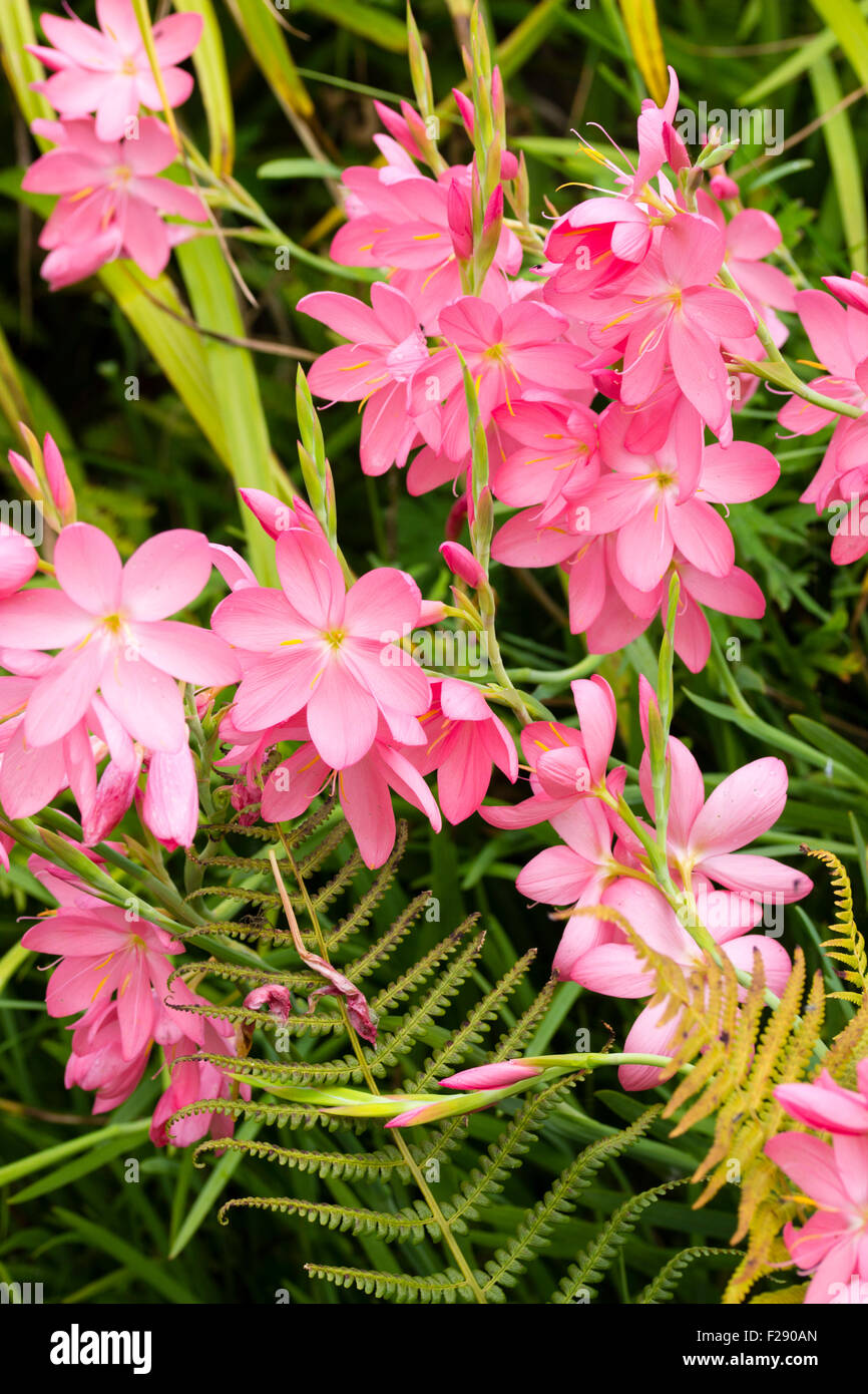 Pink autumn blooms of the Kaffir lily, Hesperantha coccinea 'Mrs ...