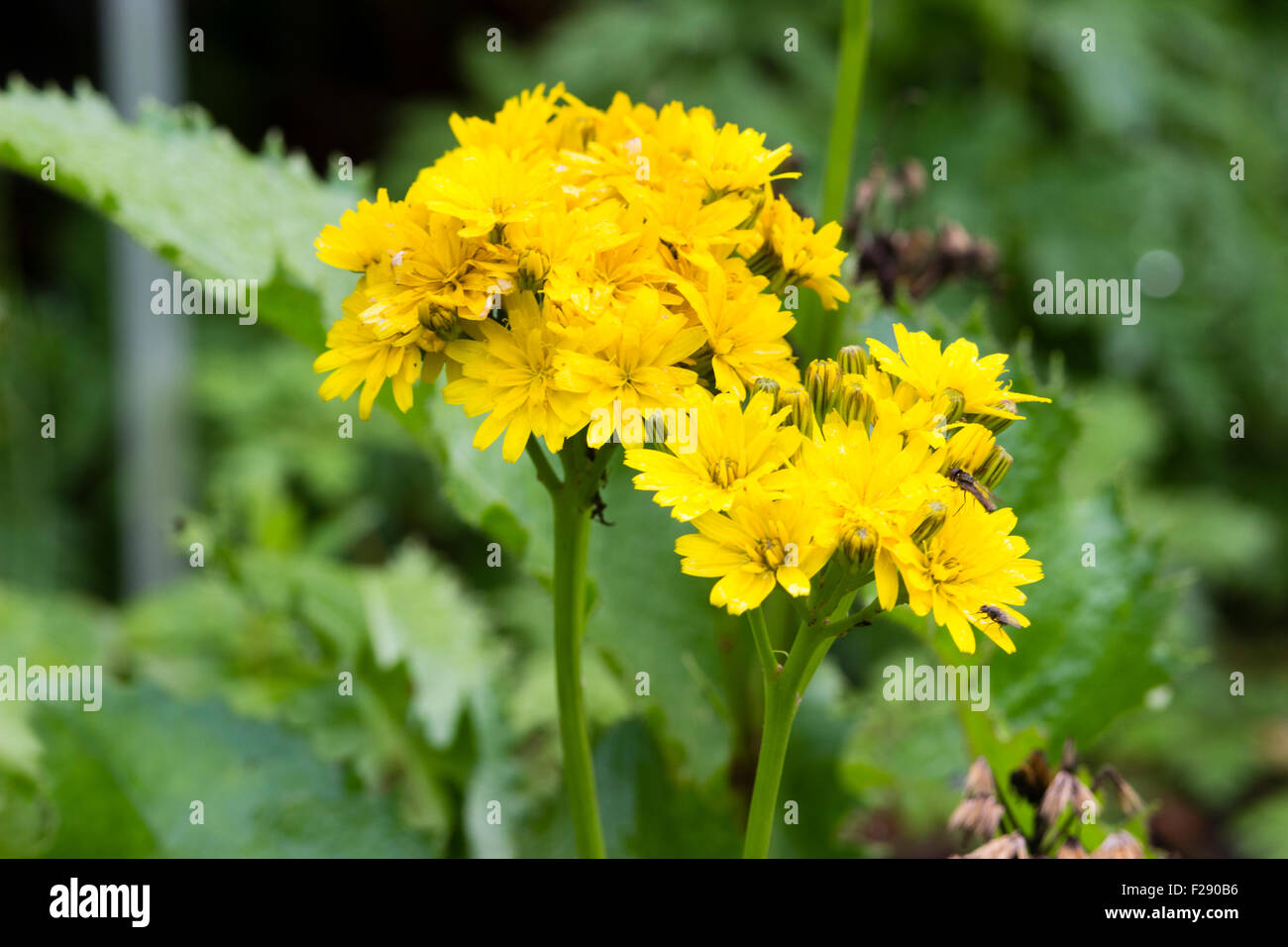 Leontodon rigens hi-res stock photography and images - Alamy