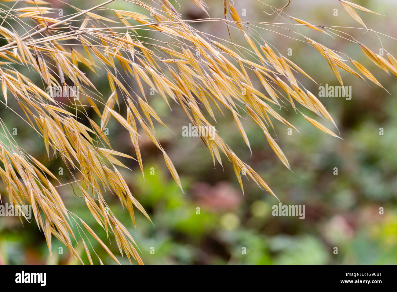 Very large seed heads hi-res stock photography and images - Alamy