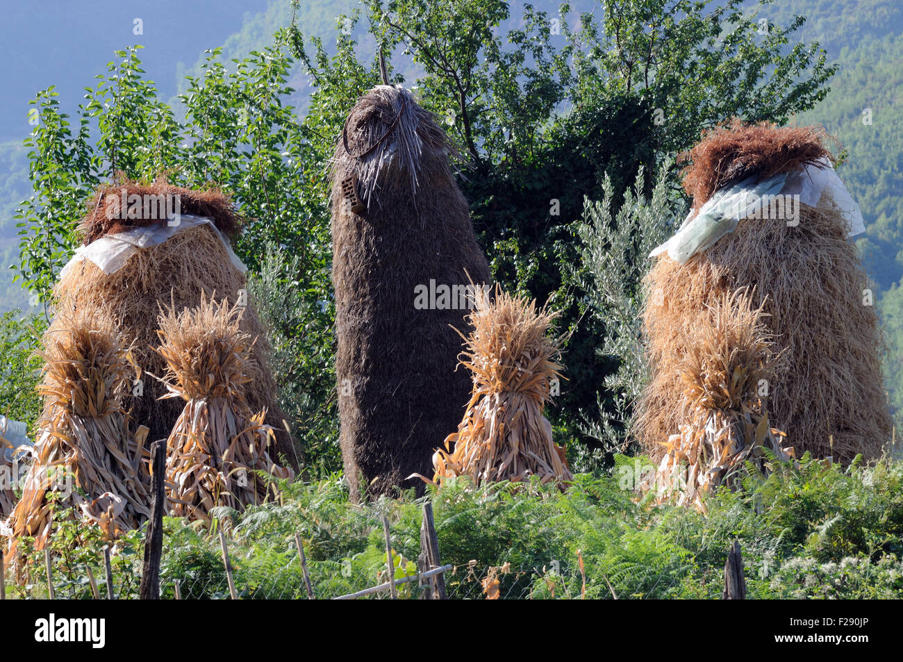 Stacks of hay and maize stalks in a field near Rubik. Rubik, Albania ...
