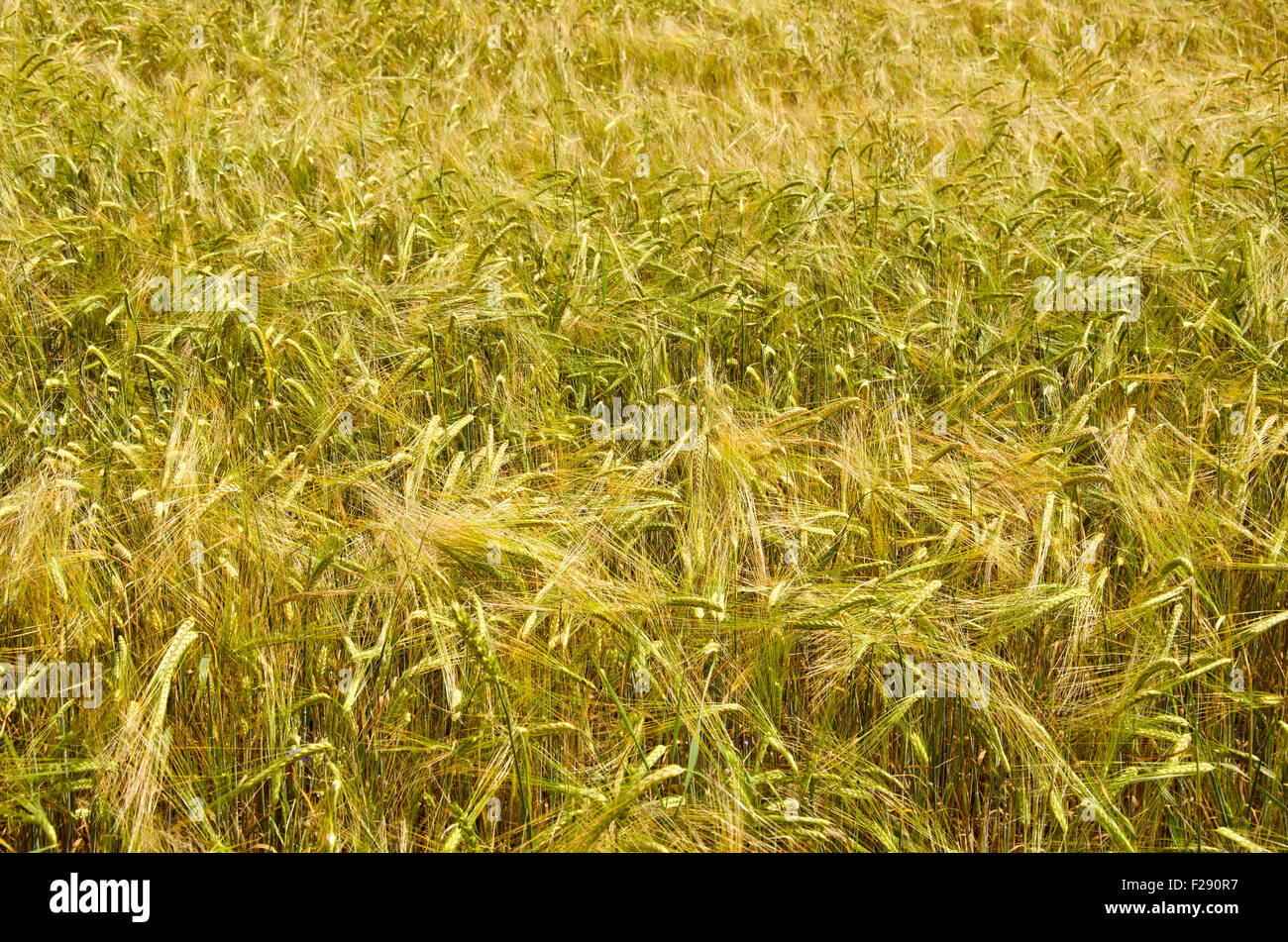Field of barley ripening in sun hi-res stock photography and images - Alamy