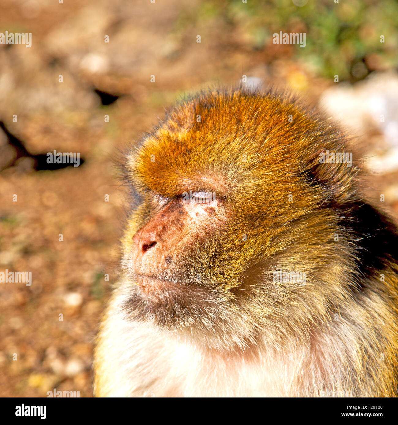 old monkey in africa morocco and natural background fauna close up ...