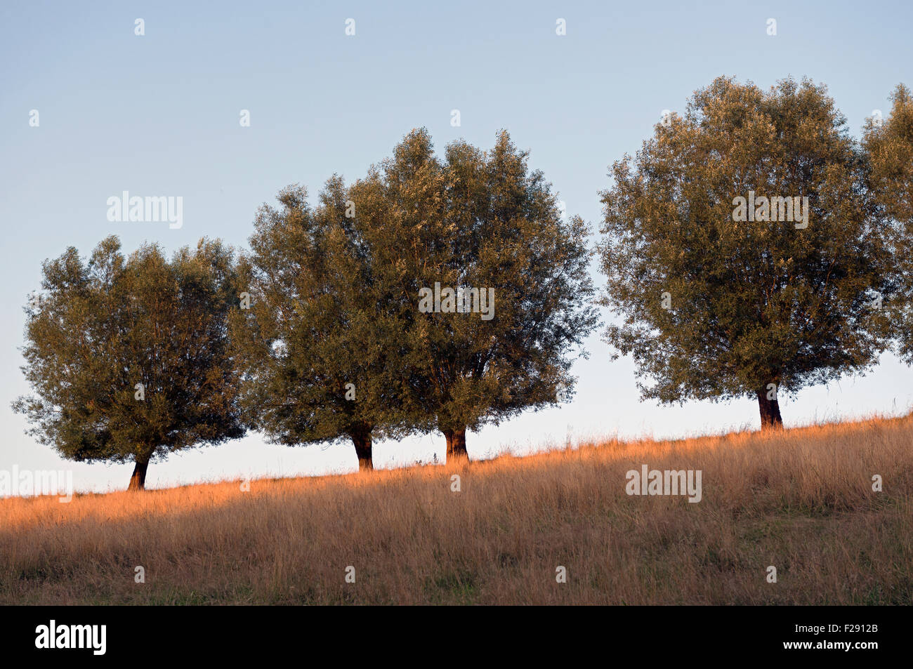Line of trees hi-res stock photography and images - Alamy