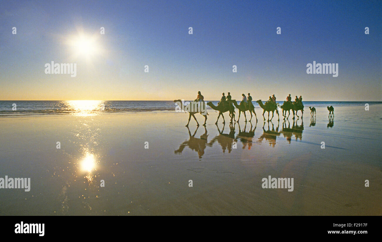 Camel australia national park hi-res stock photography and images - Alamy