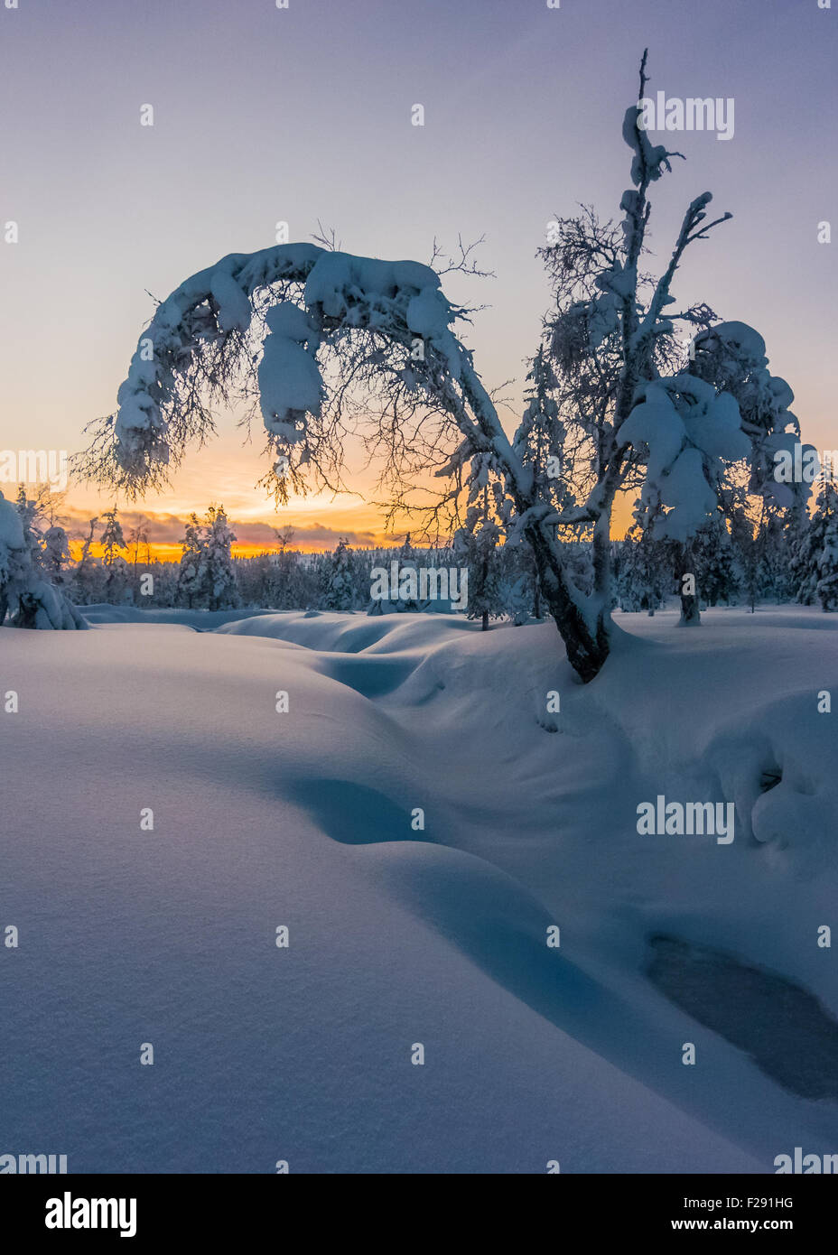 A birch tree over a frozen stream Stock Photo - Alamy