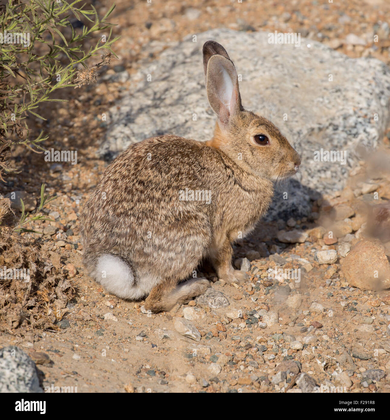 Desert Hare High Resolution Stock Photography and Images - Alamy