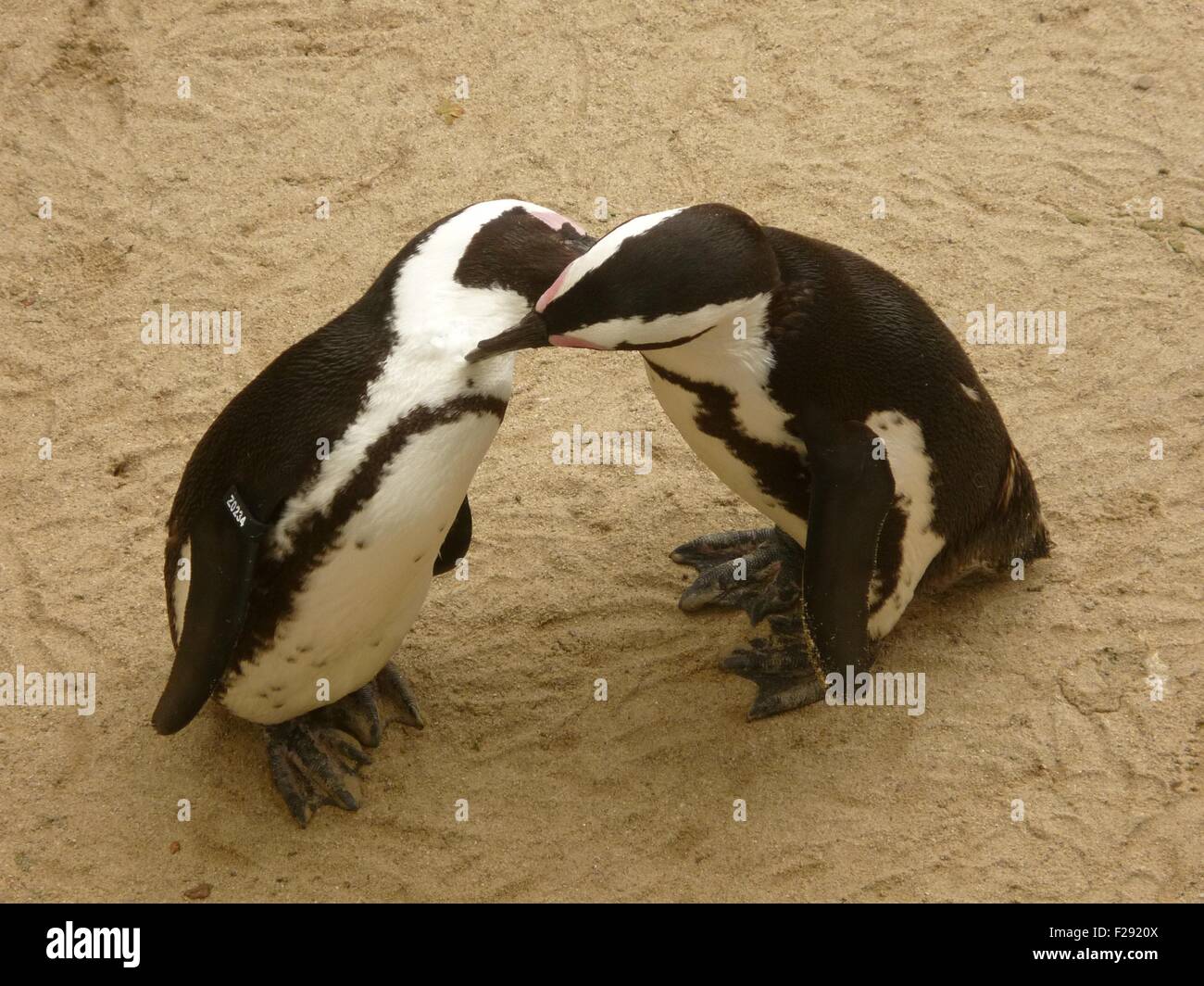 Peruvian Penguin High Resolution Stock Photography and Images - Alamy