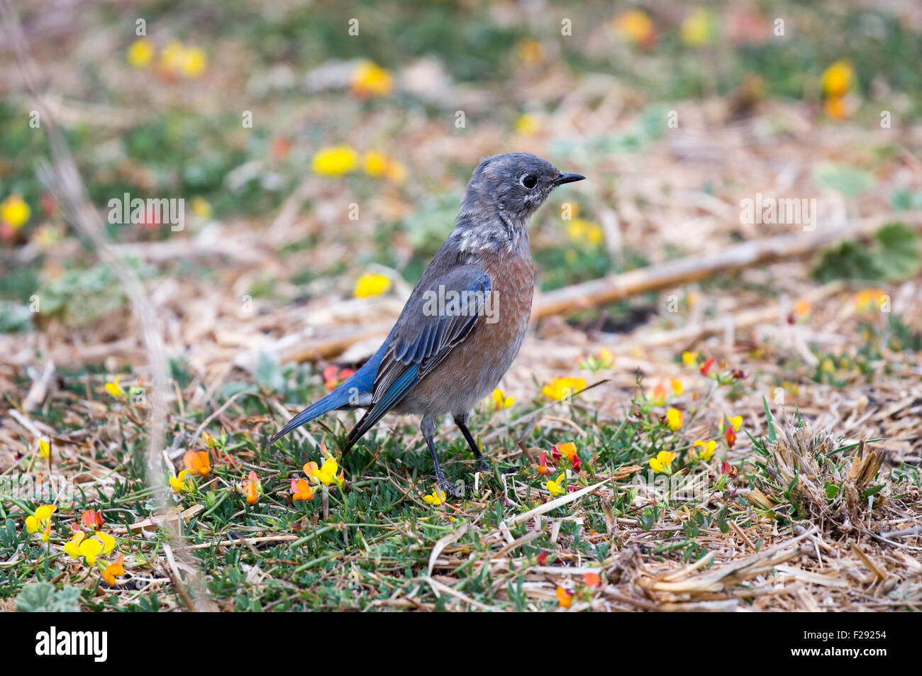Western bluebird female hi-res stock photography and images - Alamy