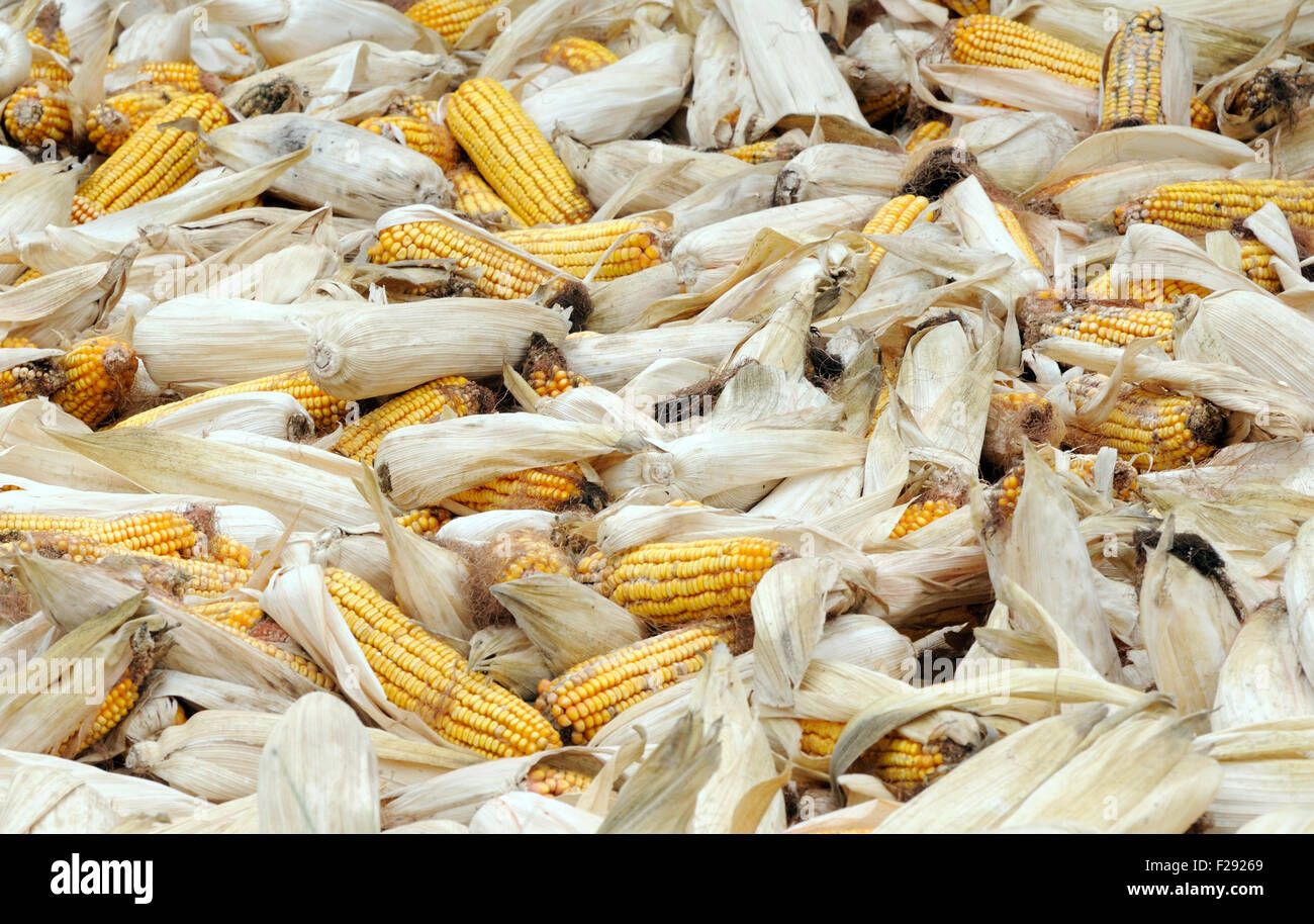 Maize husk hi-res stock photography and images - Alamy